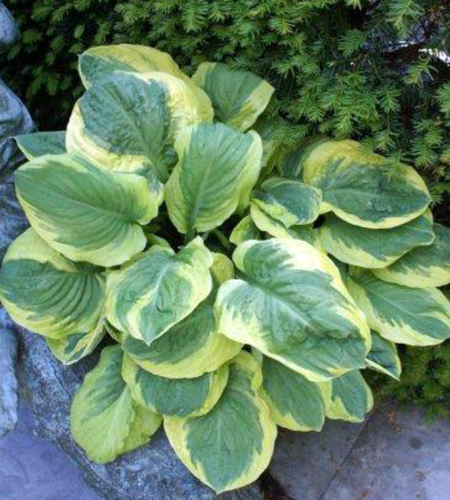 Hosta ‘Fragrant Dream’ Hosta ‘Fragrant Dream’
