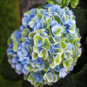 Feature – Hydrangea macrophylla ‘Hokomarevo’ Everlasting™ Revolution