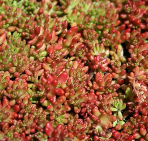 Sedum ‘Coral Carpet’