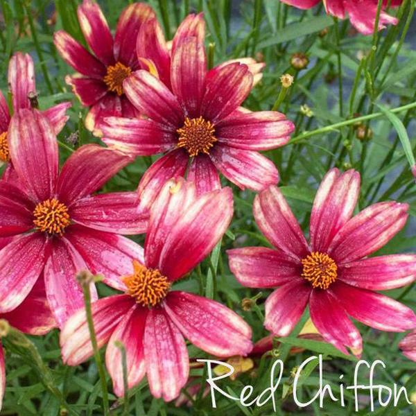 Pinterest • The world’s catalog of ideas