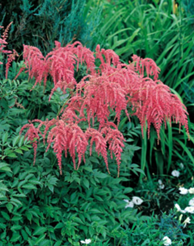 Astilbe thun. ‘Ostrich Plume’