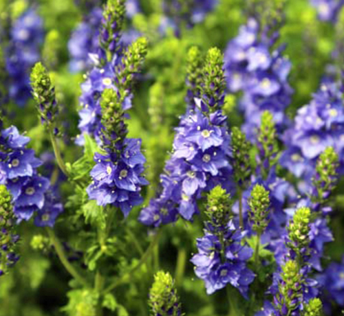 Veronica aust. Venice Blue